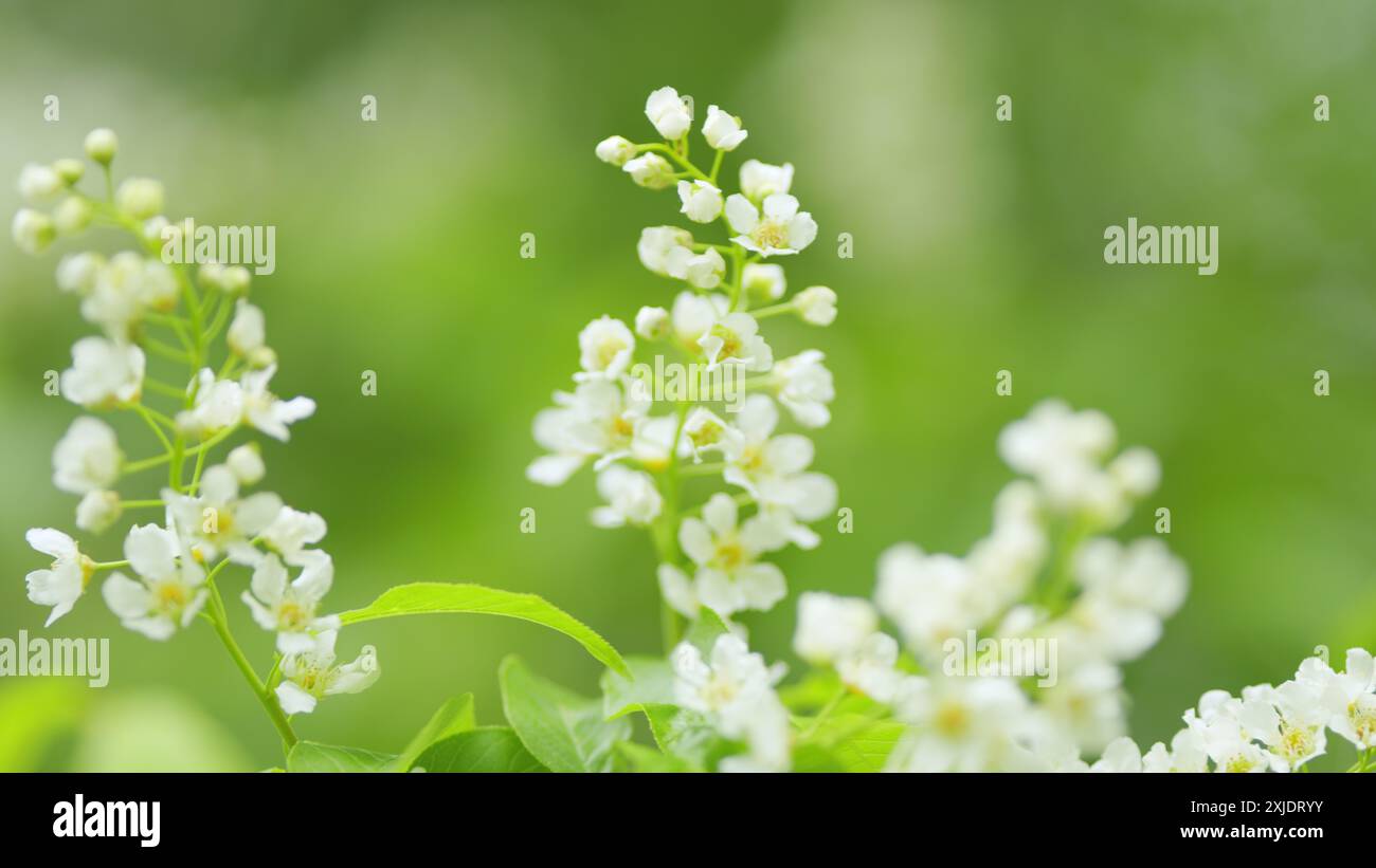 Slow motion. Mayday tree, is a flowering plant in the rose family ...