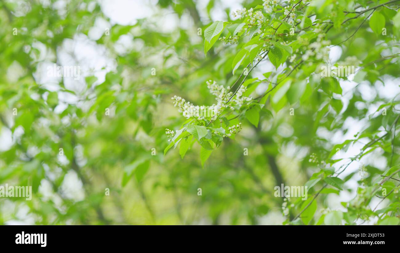 Slow motion. Carcass or strawberry and mayday tree. Flowering plant in ...