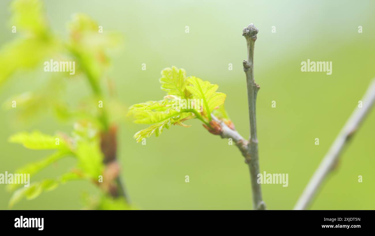 Close up. Beautiful background of young green foliage. Oak tree is a ...