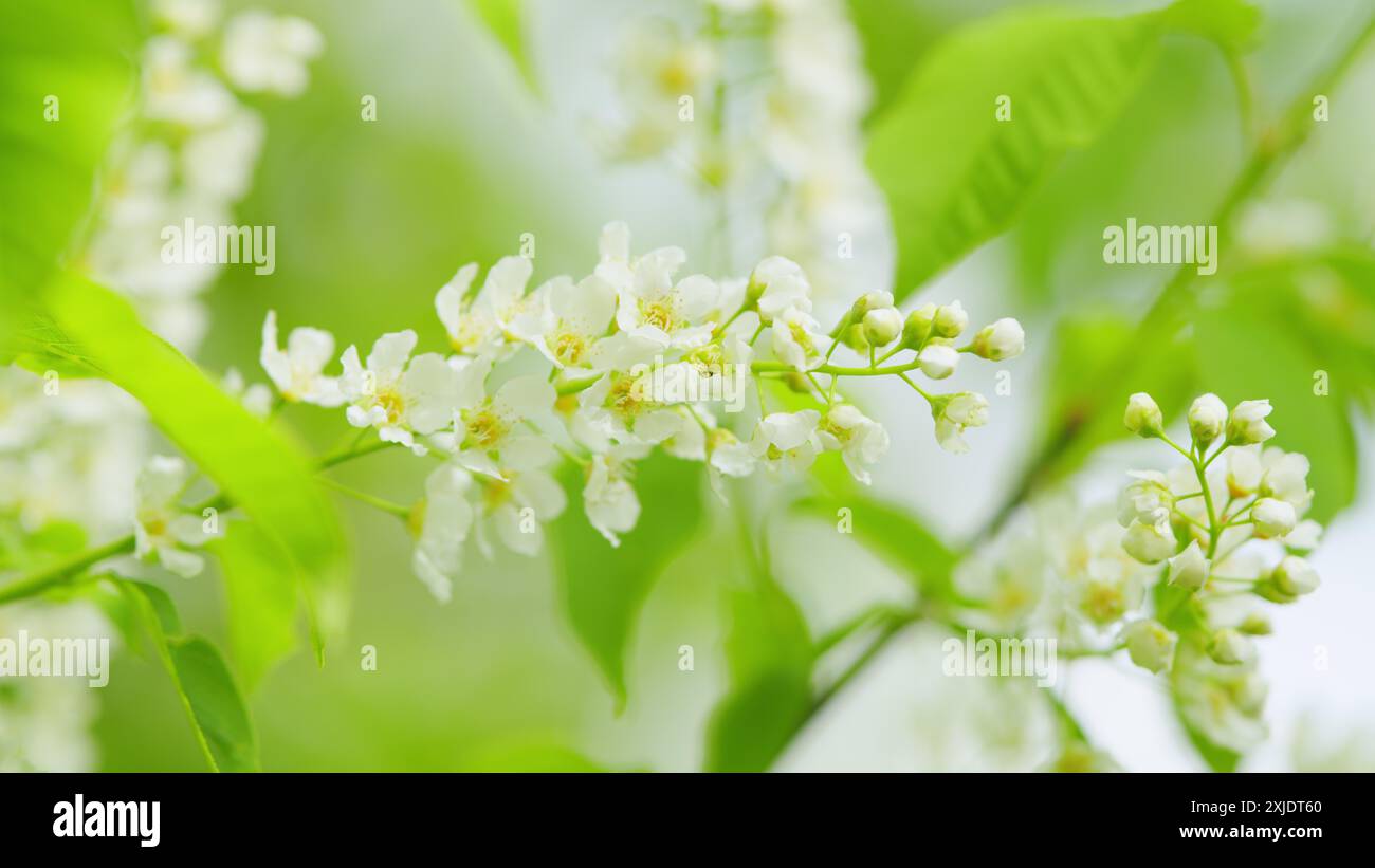 Slow motion. Mayday tree, is a flowering plant in the rose family ...