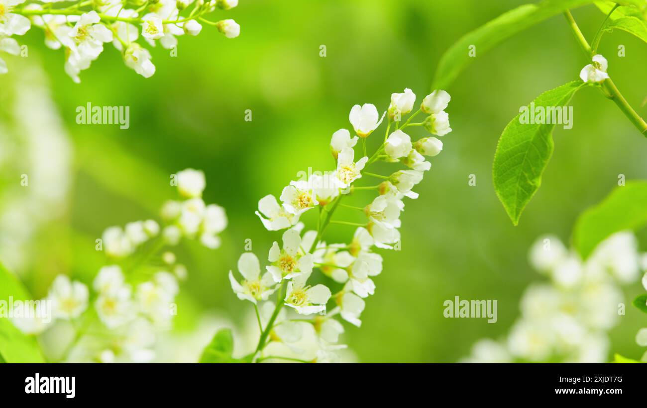 Slow motion. Prunus padus or known as bird cherry. Bird cherry in bloom ...