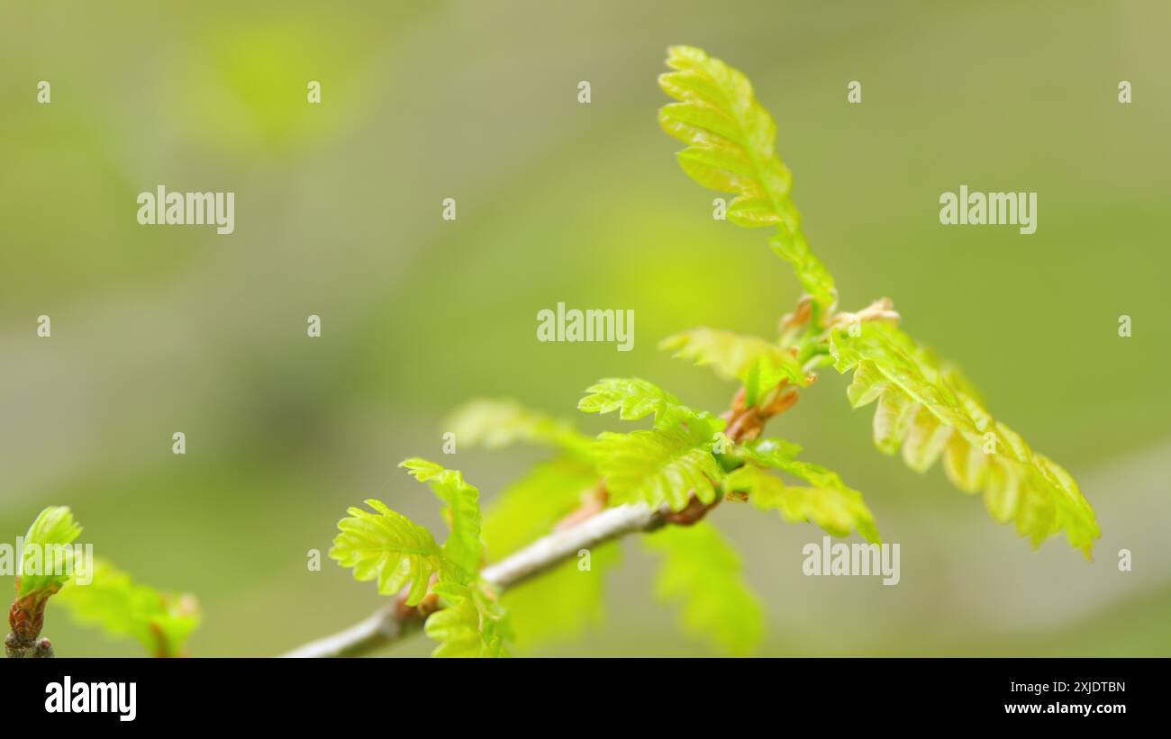 Oak tree fresh green foliage hi-res stock photography and images - Alamy
