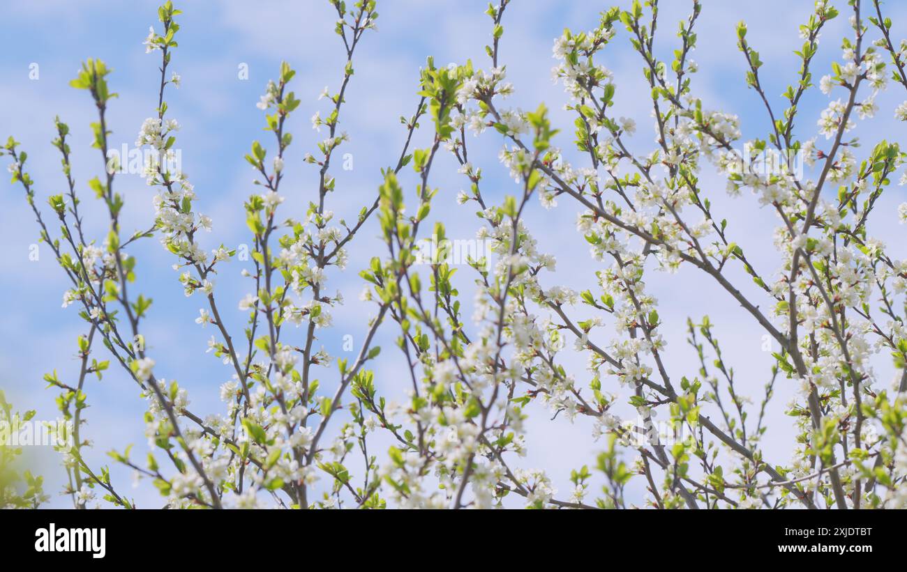 Slow motion. Flowering trees in spring. Cherry blossoms are in full ...