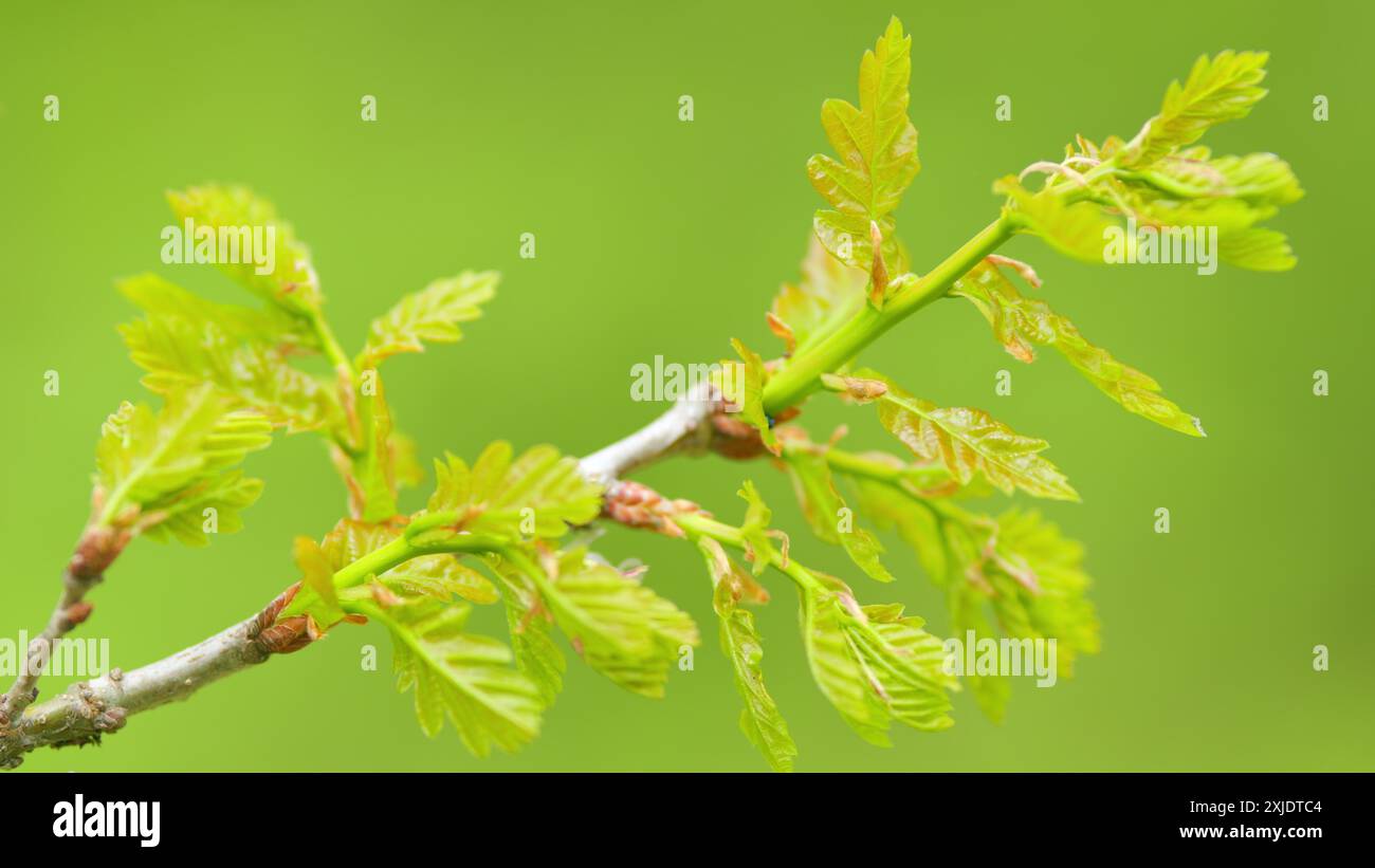 Close up. Young spring oak leaves in the sun rays. Fresh spring leaves ...