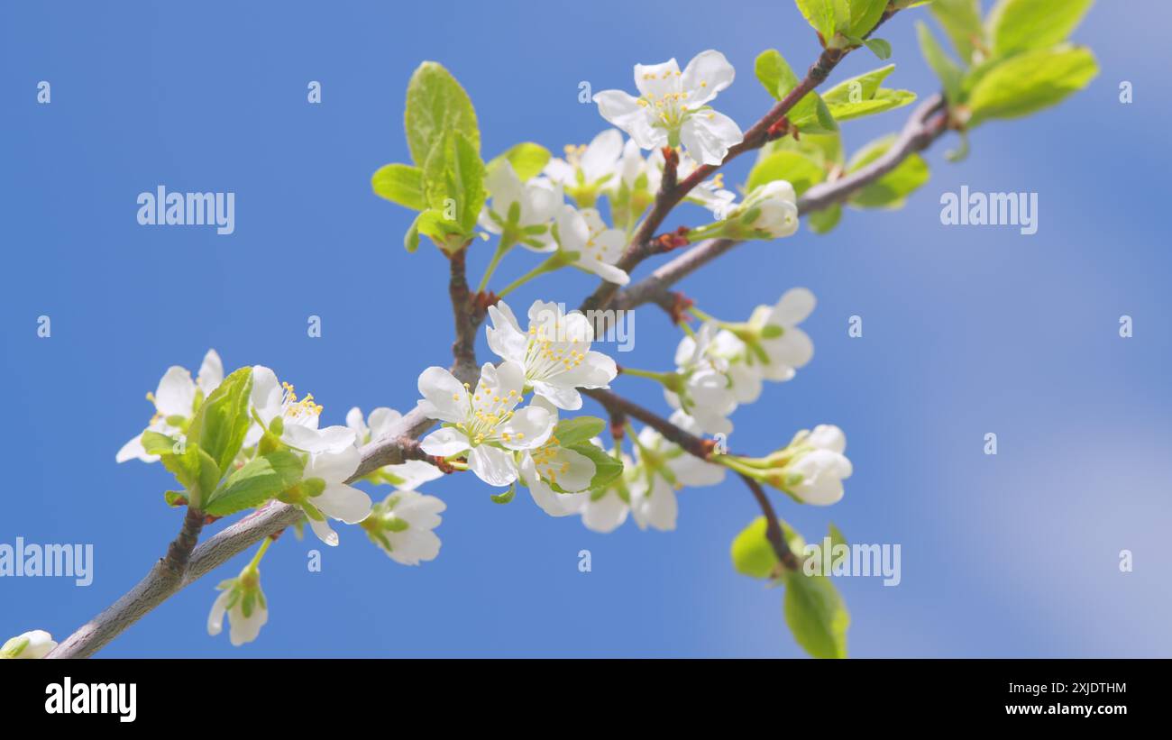 Slow motion. Flowering trees in spring. Cherry blossoms are in full ...