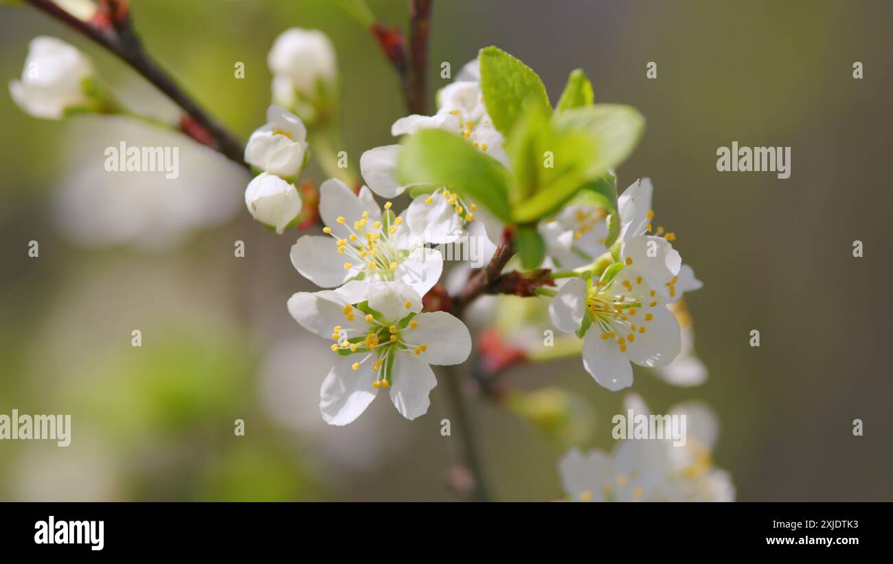 Slow motion cherry bloom swaying hi-res stock photography and images ...