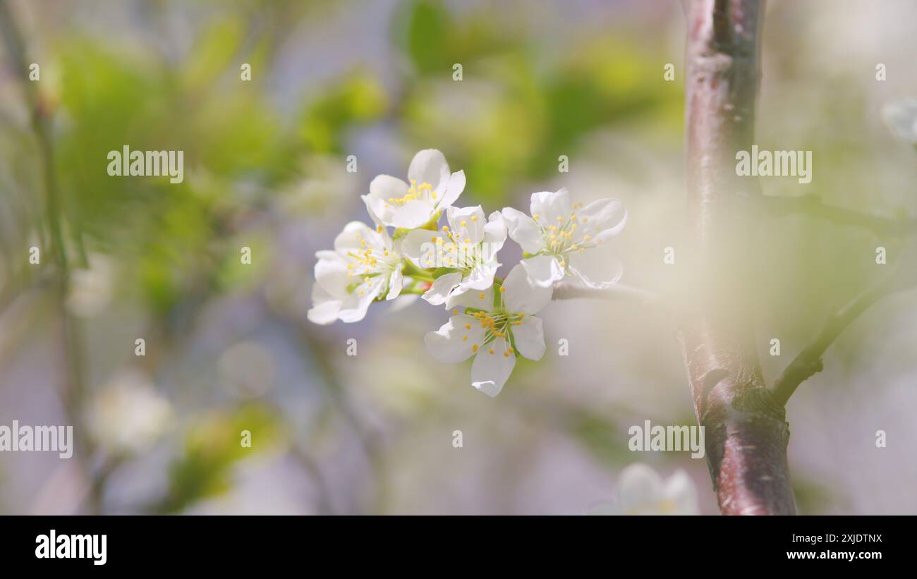 Slow motion. Small green leaves swaying in the wind in spring under the ...
