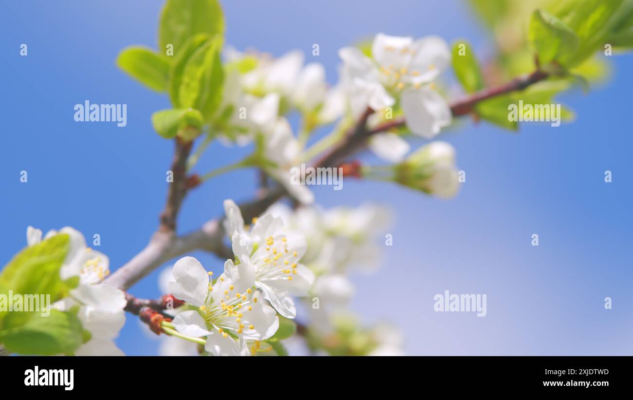 Slow motion. Spring garden. Cherry blossoms, trees swaying in the wind ...