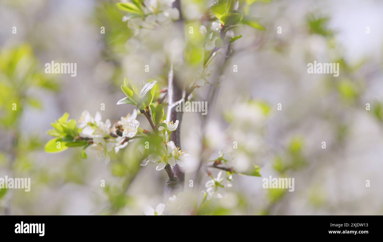 Slow motion cherry bloom swaying hi-res stock photography and images ...