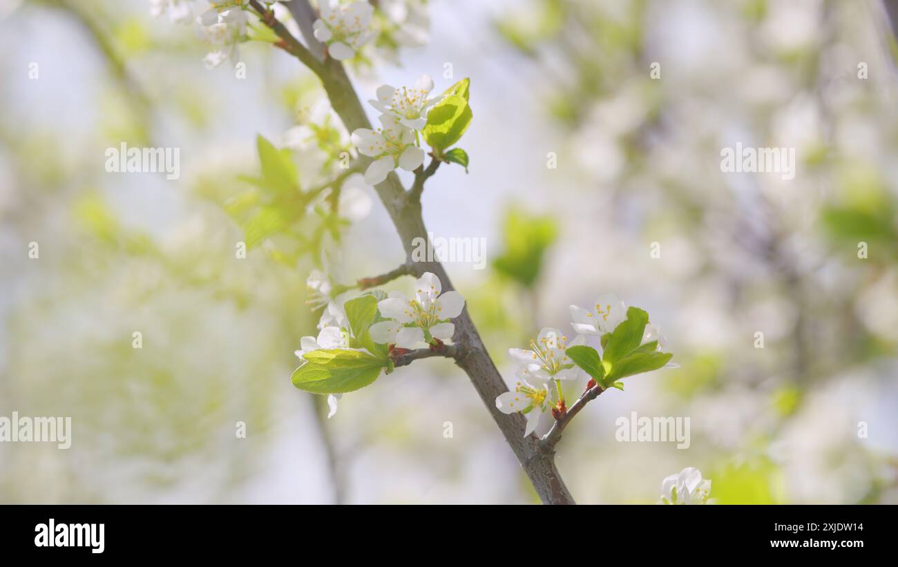 Slow motion. White blooming on a tree in early spring in the garden ...