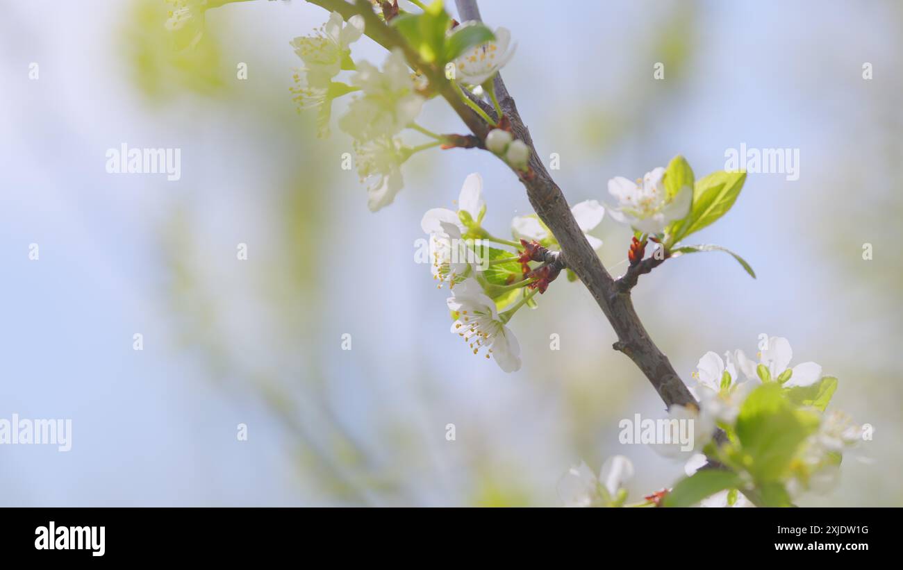 Slow motion. Flowering trees in spring. Cherry blossoms are in full ...