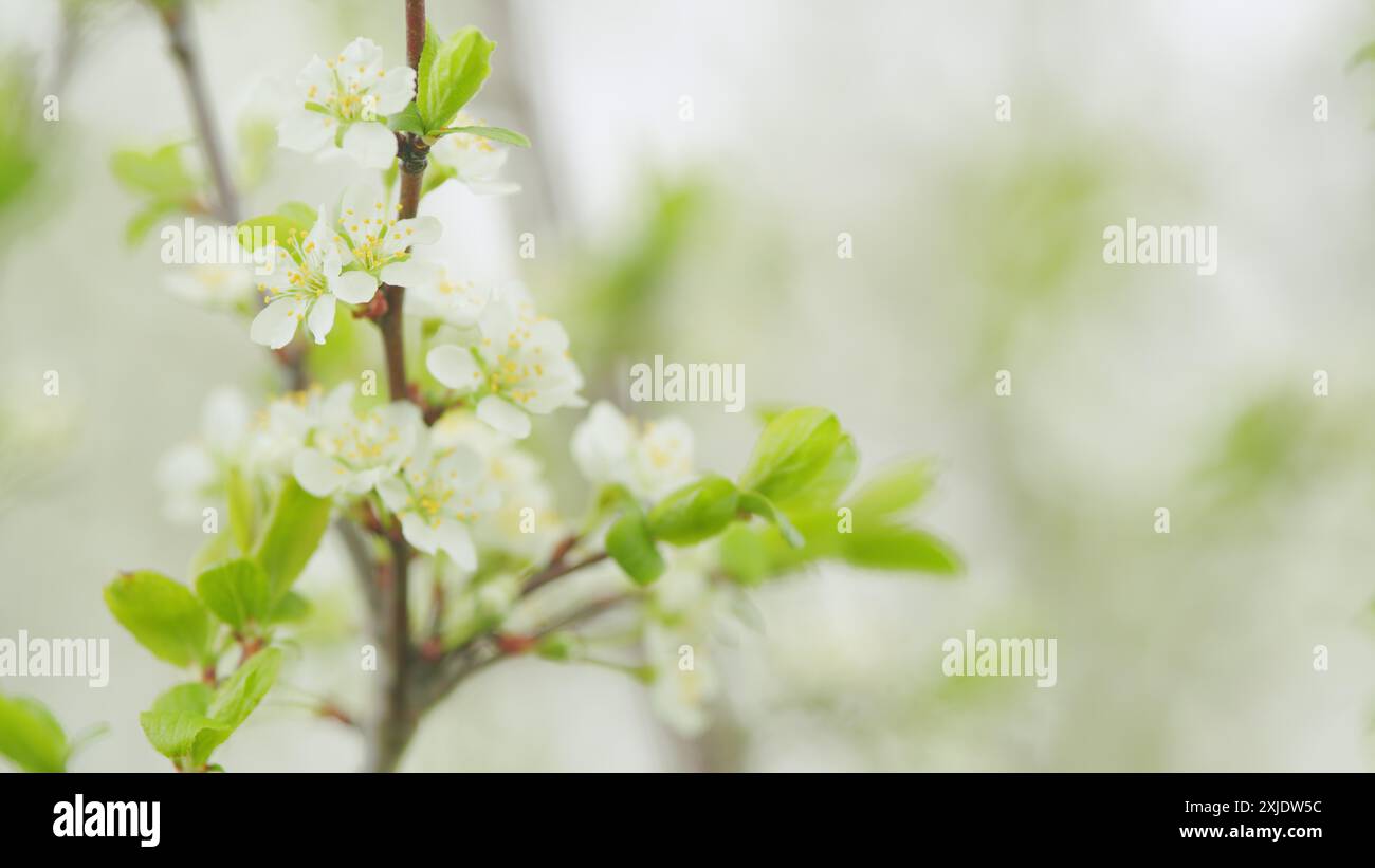 Slow motion. Spring garden. Cherry blossoms, trees swaying in the wind ...