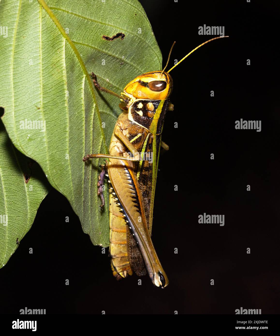 A large and boldly marked insect, the Common Garden locust has large ...