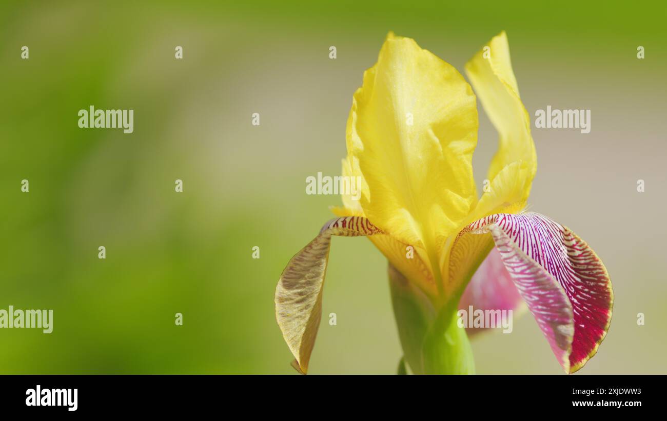 Close up. Bright yellow petals with brown lines and fluffy yellow beard ...