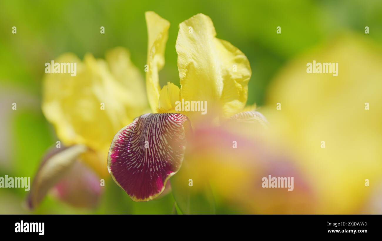 Slow motion. Bearded iris. Colorful tall flowering springtime plant ...