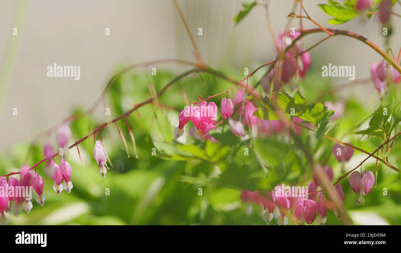 Slow motion. Bleeding heart latin, dicentra formosa. Wildflower ...