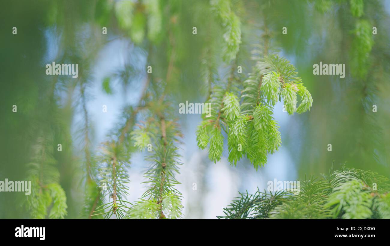 Slow motion. Fresh growing fir tree sprouts on branch in spring forest ...