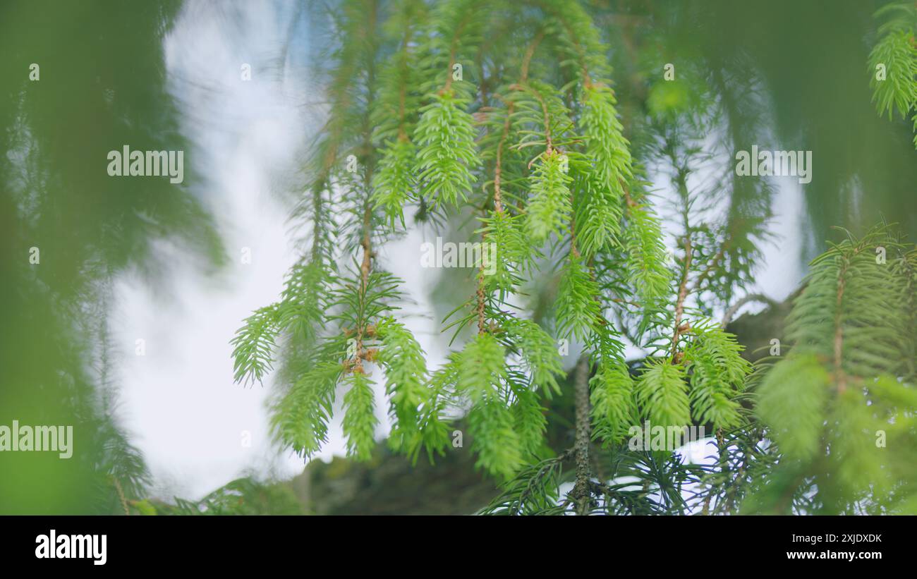Slow motion. Fir tree or spruce buds. Young growth of yellow color on ...