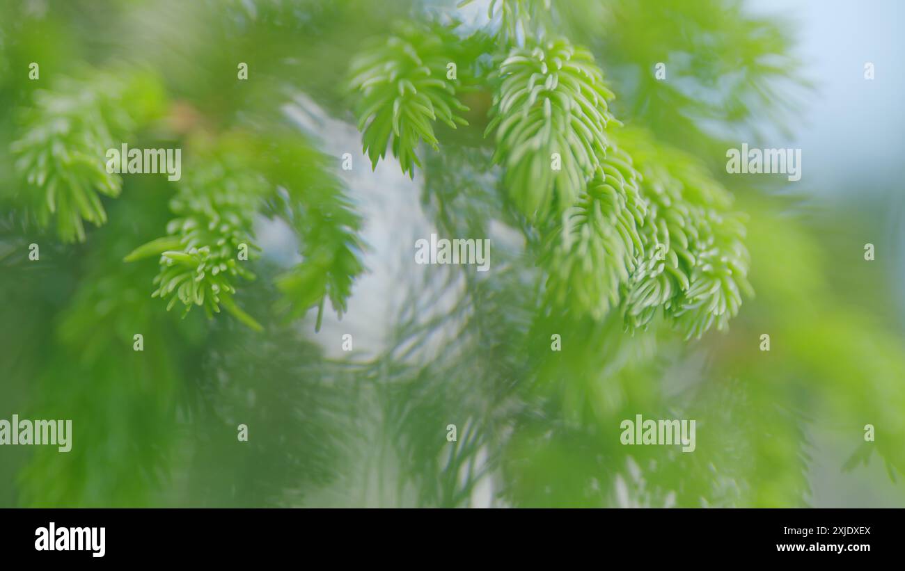 Slow motion. Fresh growing fir tree sprouts on branch in spring forest ...