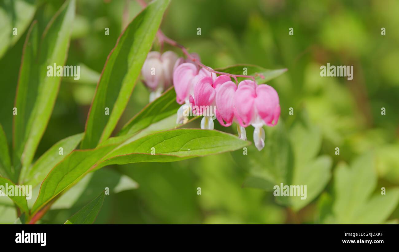 Slow motion. Bleeding heart latin, dicentra formosa. Wildflower ...