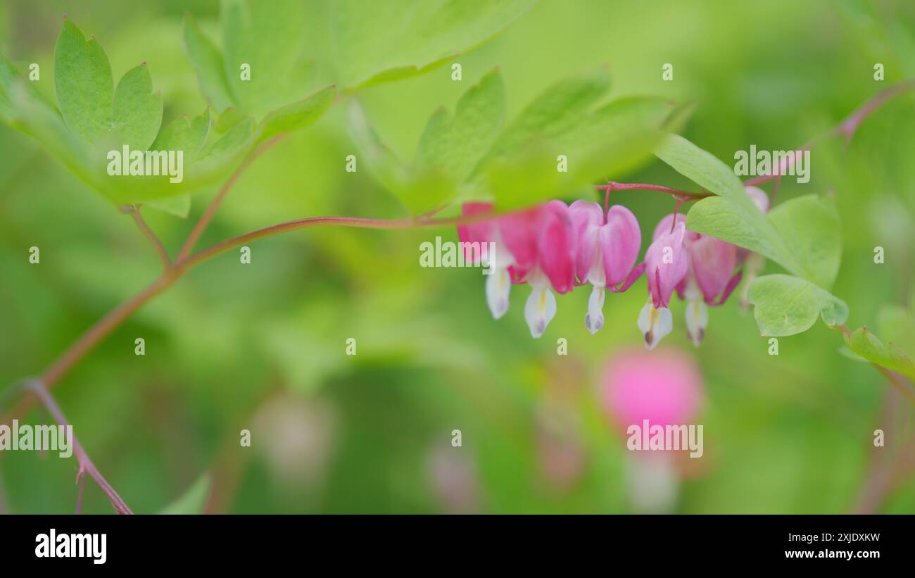 Slow motion. Dicentra formosa, flowering of the plant dicentra formosa ...