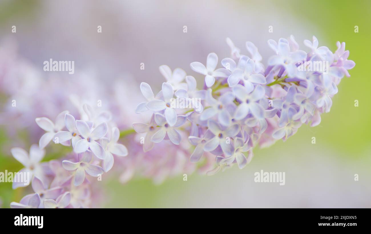 Slow motion. Blooming lilac bush. Lilac flowers bouquet background ...