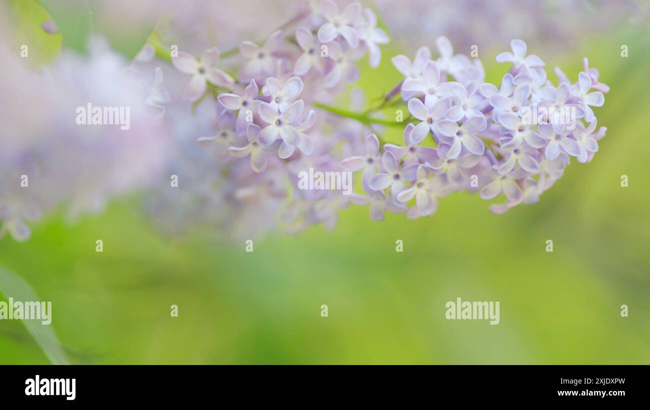 Slow motion. Purple lilac inflorescences are close up. Beautiful open ...