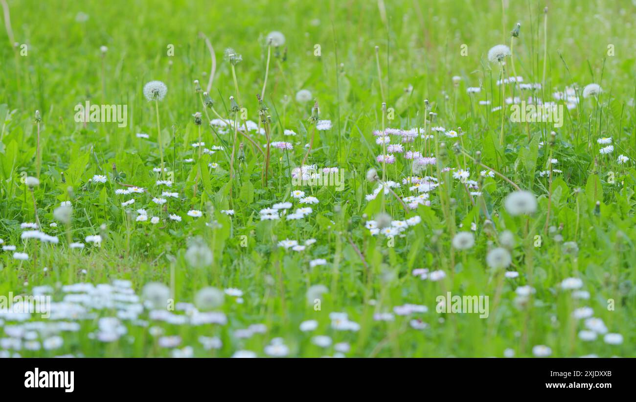 Slow motion. Flower of daisy is swaying in the wind. Chamomile flowers ...