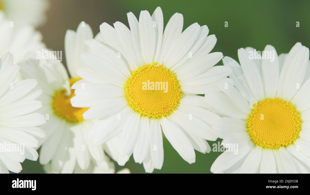 Close up. Wind sways chamomile flowers in the meadow. Botanical view of ...