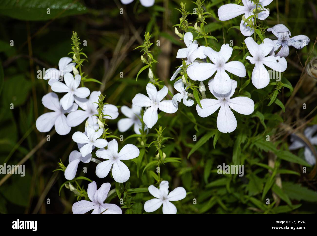 The normal colour of the Pink Ink Plant is a vivid pink. But ...