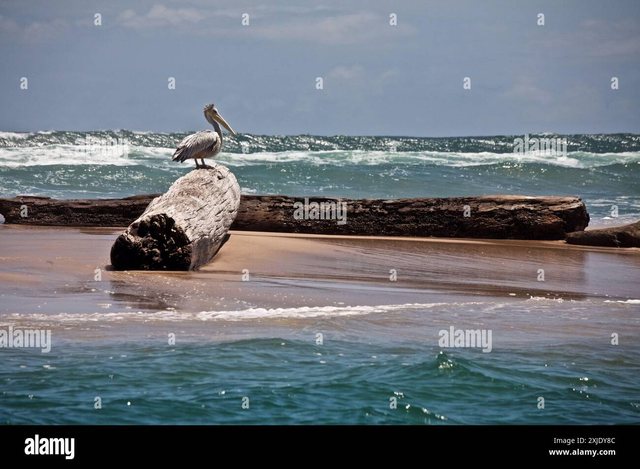 Pelican sitting on washed up log by Atlantic Ocean on Gabon Coast at ...