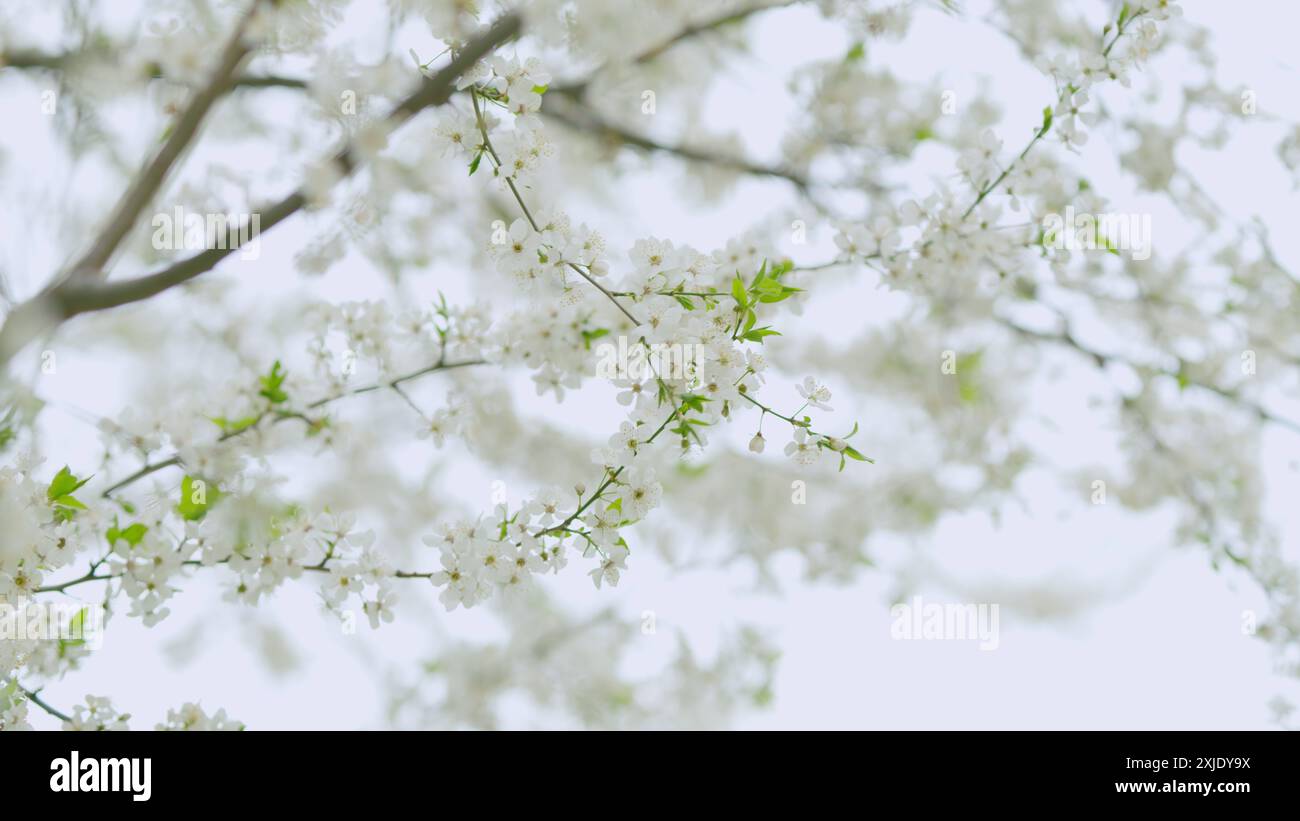 Slow motion. Beautiful white plum flowers in spring. Spring flowering ...