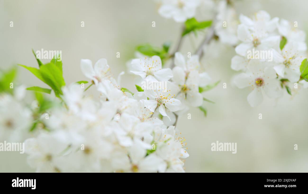 Slow motion. Flowering tree in orchard. Flowering plum branches. Spring ...