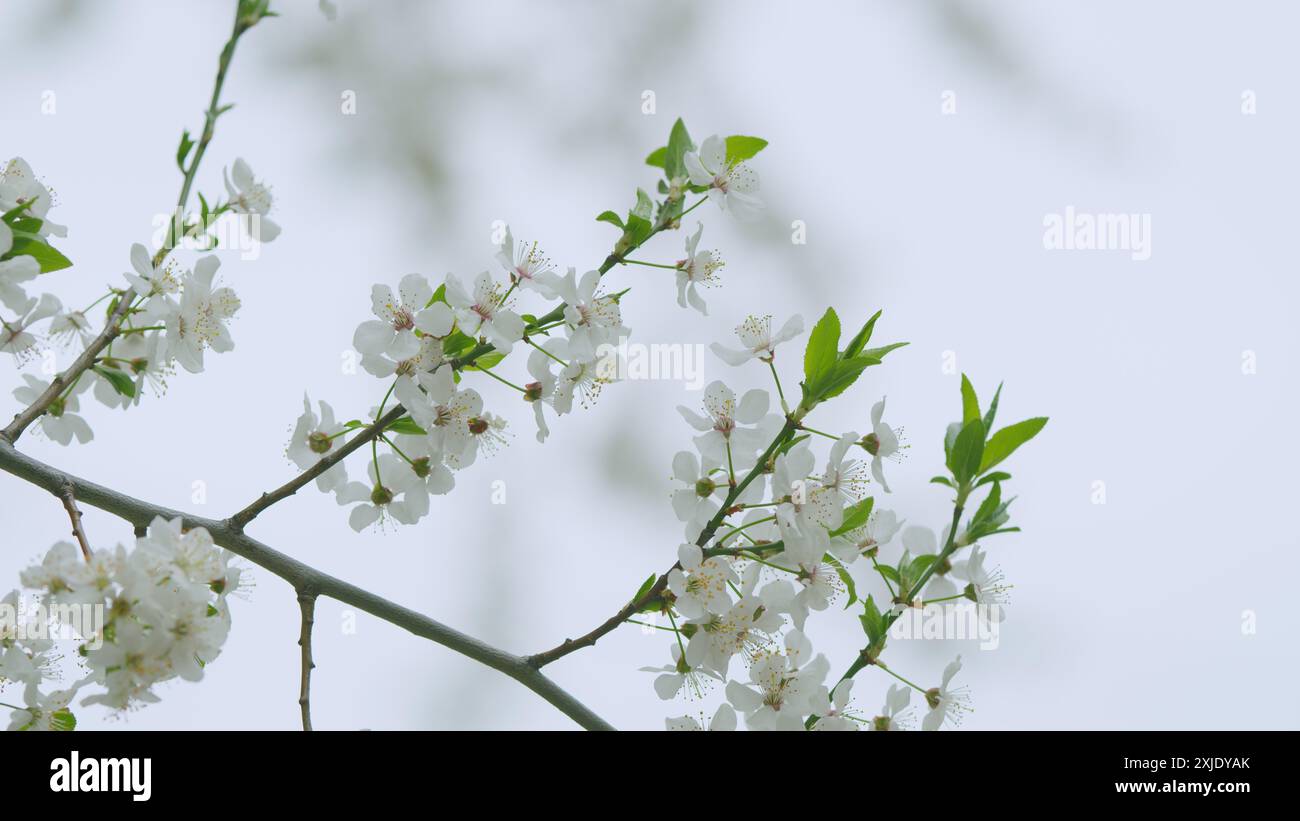 Flowering branches pear tree sway hi-res stock photography and images ...