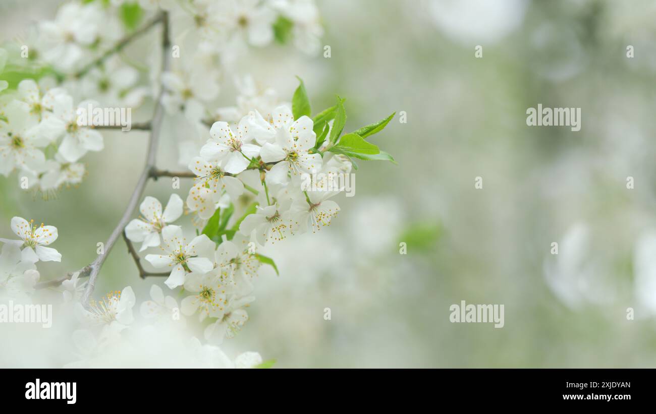 Sprig flowers swaying in wind hi-res stock photography and images - Alamy