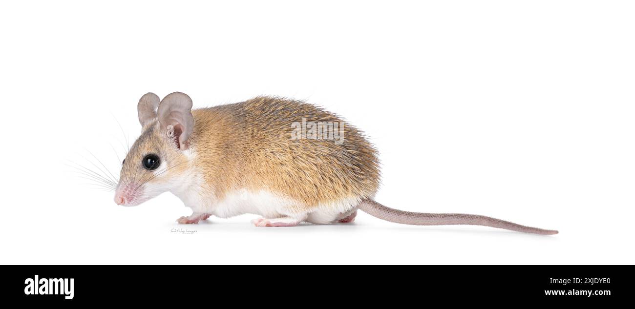 Cute light brown Cairo spiny mouse aka acomys cahirinus, standing side ...