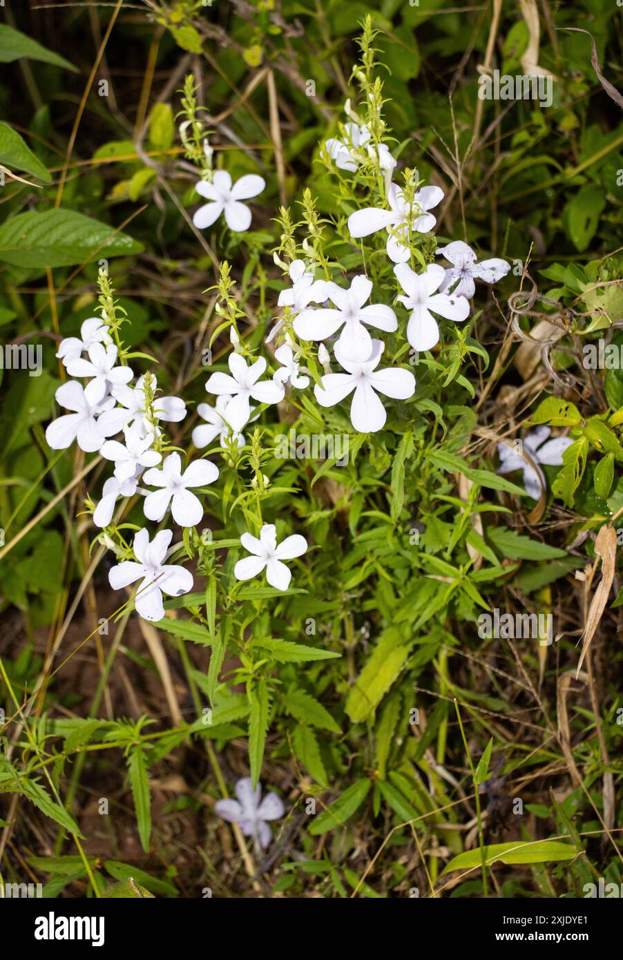 The normal colour of the Pink Ink Plant is a vivid pink. But ...