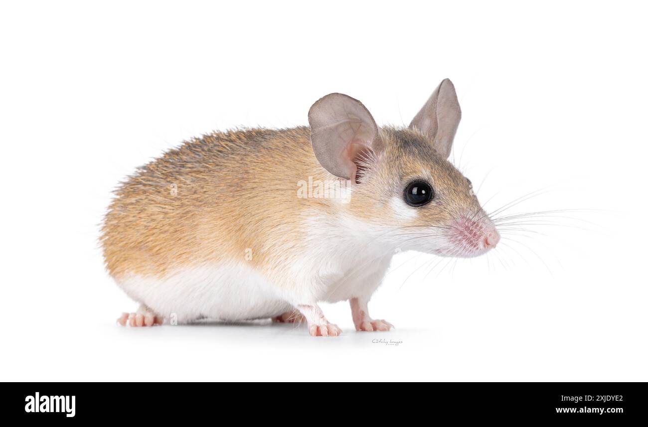 Cute light brown Cairo spiny mouse aka acomys cahirinus, standing ...