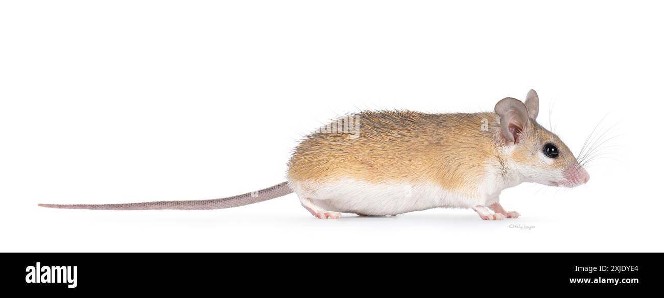 Cute light brown Cairo spiny mouse aka acomys cahirinus, standing side ...