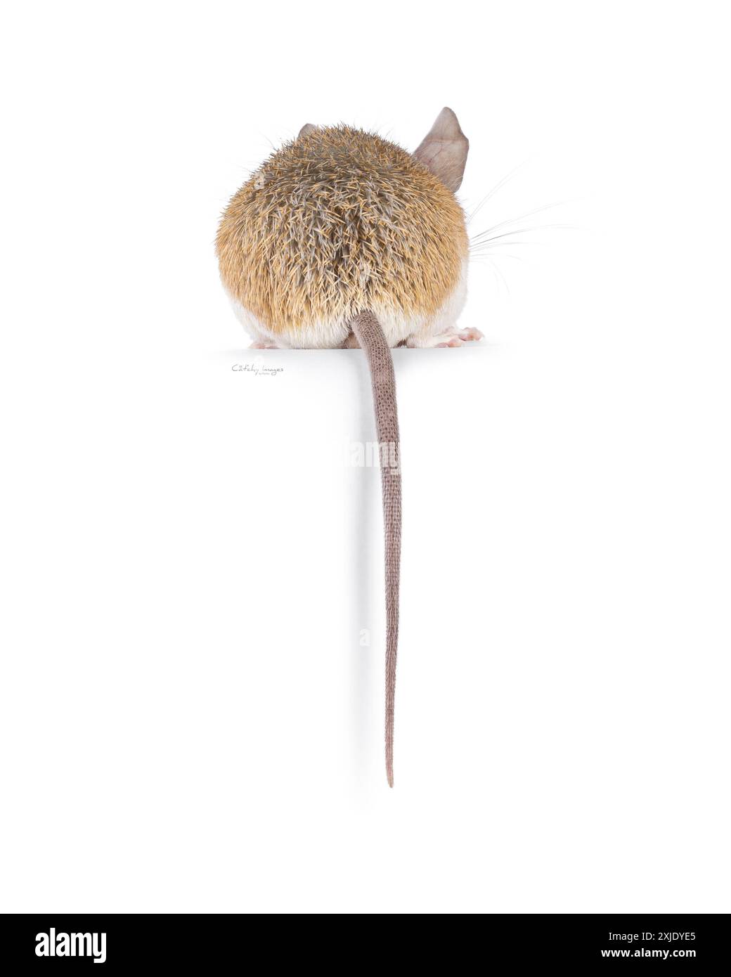 Cute light brown Cairo spiny mouse aka acomys cahirinus, sitting ...