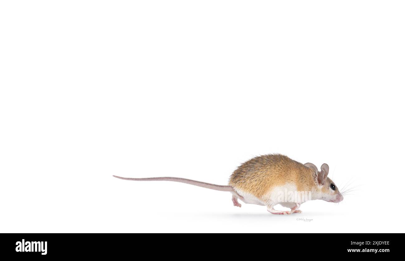 Cute light brown Cairo spiny mouse aka acomys cahirinus, running away ...