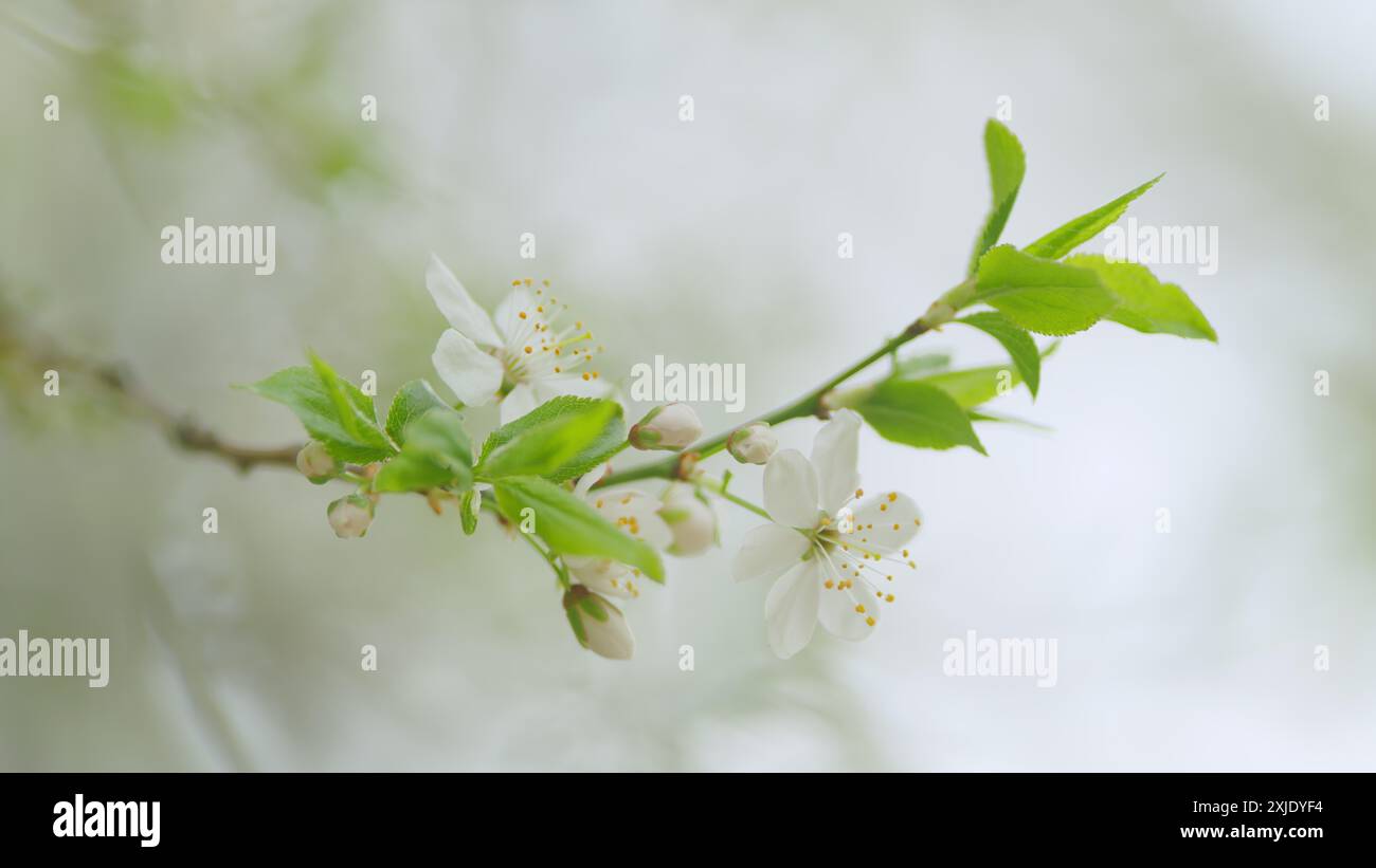 Slow motion. Flowering plum branches. Spring flowering trees in the ...