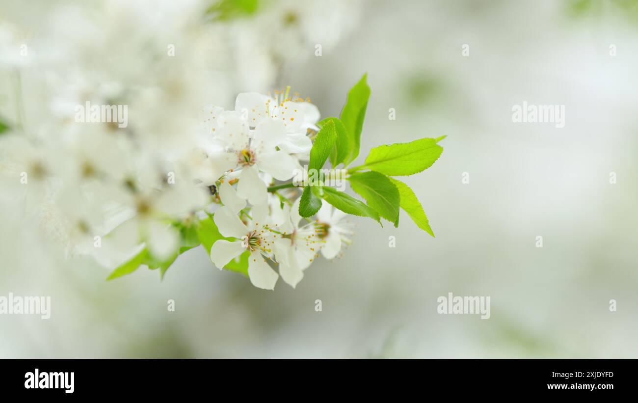 Slow motion. White plum tree flowers. White flowers sway in the wind ...