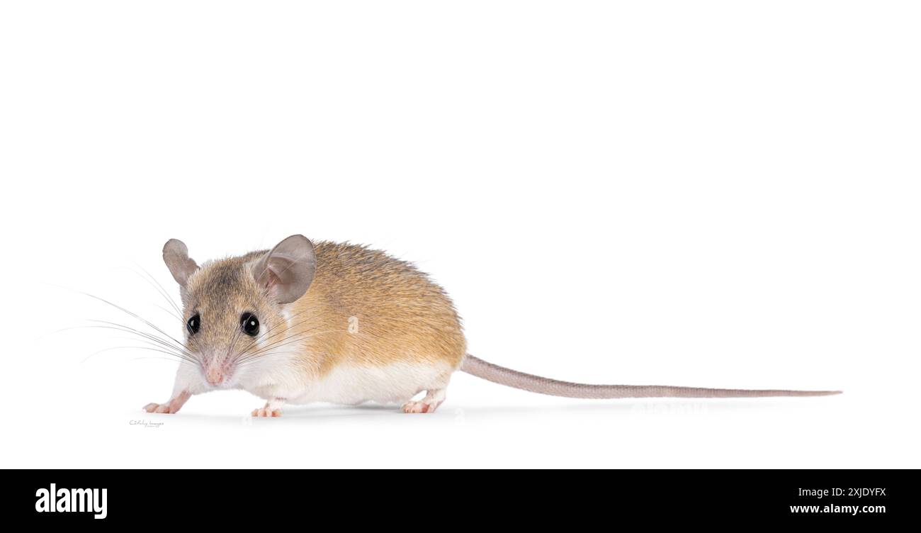 Cute light brown Cairo spiny mouse aka acomys cahirinus, standing side ...