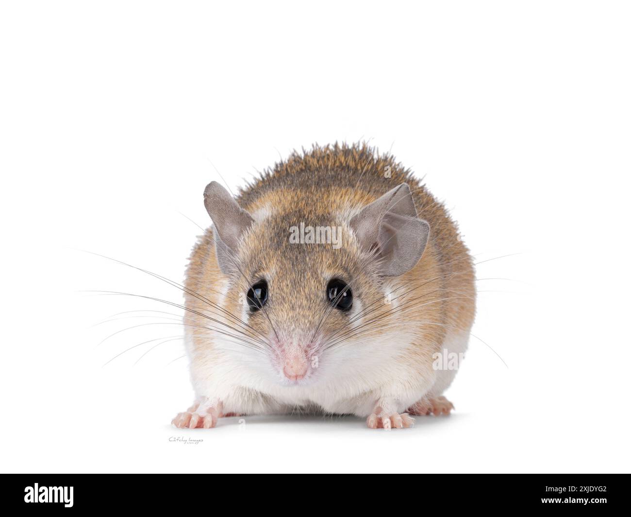 Cute light brown Cairo spiny mouse aka acomys cahirinus, standing side ...