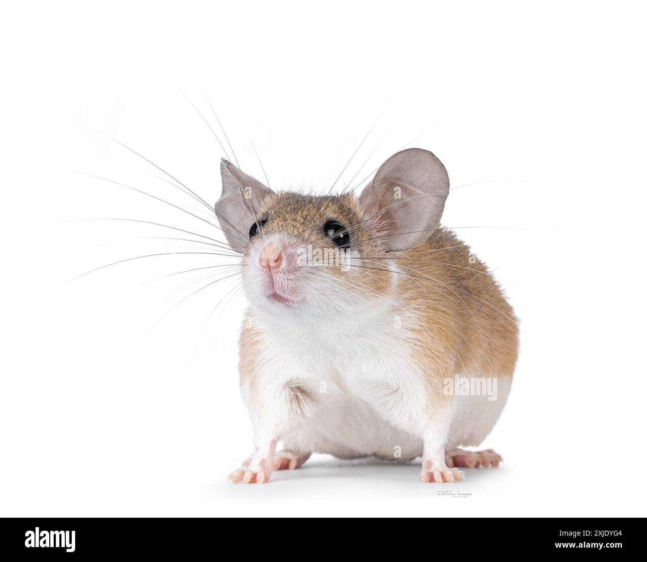 Cute light brown Cairo spiny mouse aka acomys cahirinus, standing ...