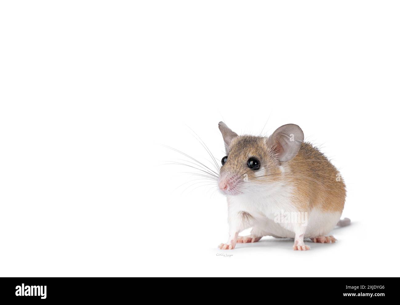 Cute light brown Cairo spiny mouse aka acomys cahirinus, standing ...