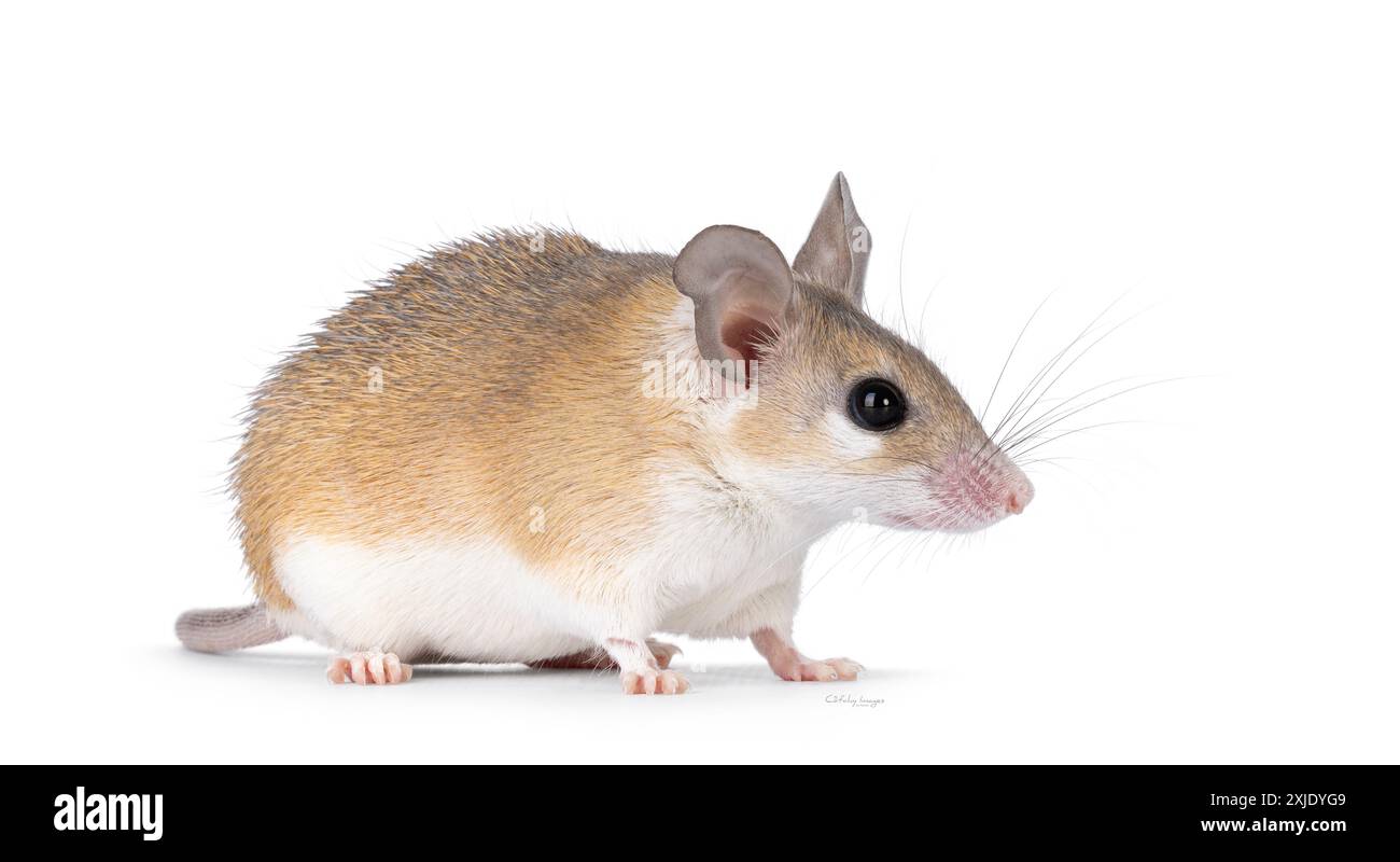 Cute light brown Cairo spiny mouse aka acomys cahirinus, standing side ...