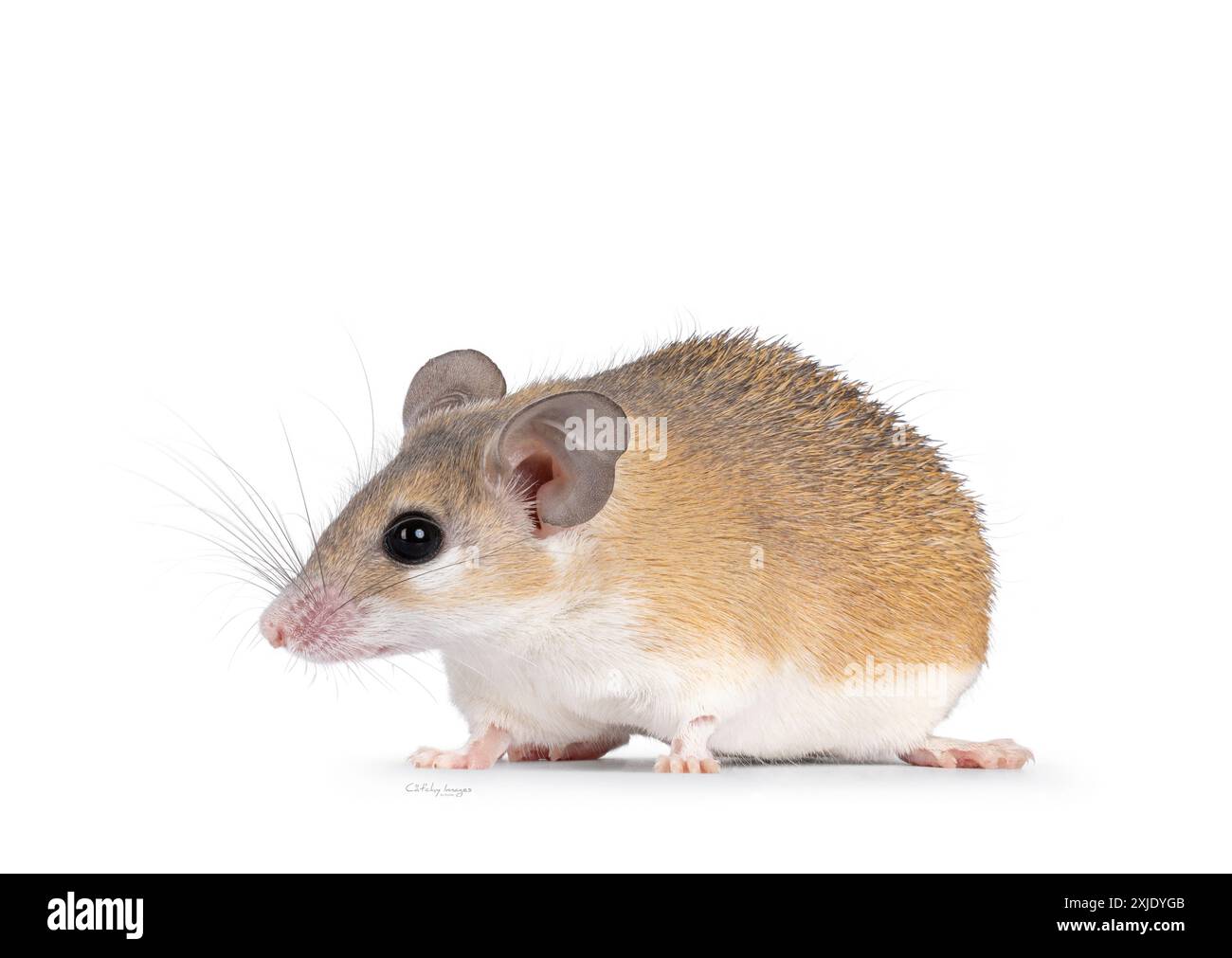 Cute light brown Cairo spiny mouse aka acomys cahirinus, standing side ...
