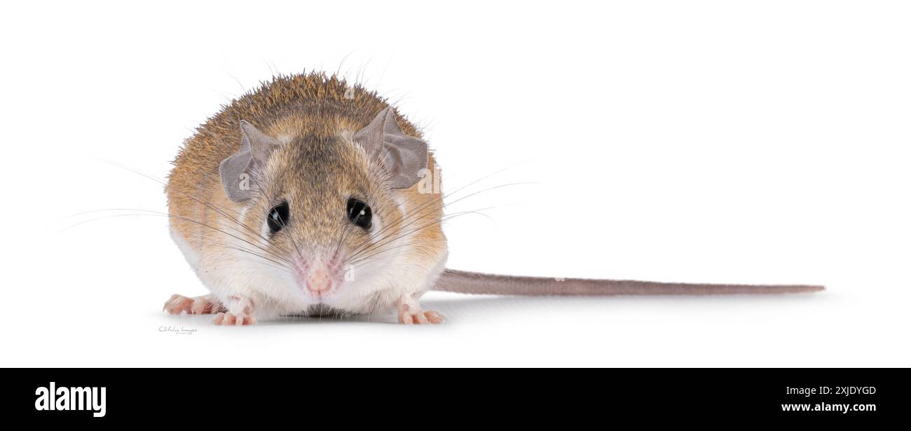 Egyptian Spiny Mouse